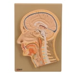 Half Human Head Model - Natural Size - Median Section - Mounted on Base ...