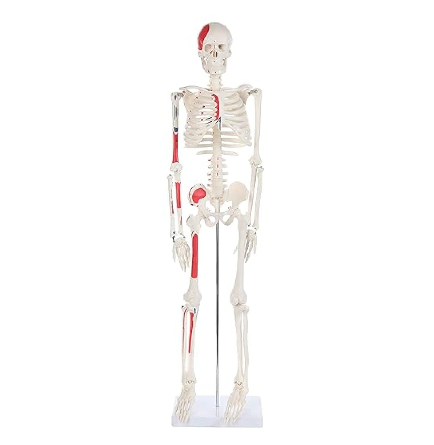 Half Life Size Painted and Numbered Human Skeleton Model, 35 ...