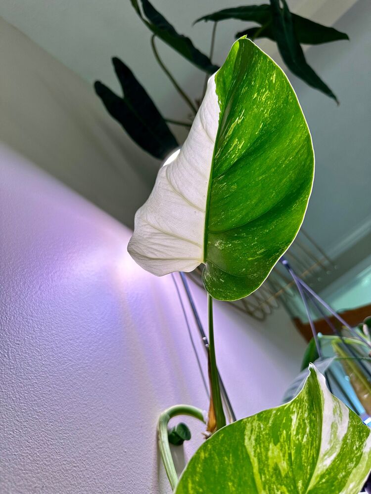 Half Moon Monstera Albo, Sectoral Variegation cuttings+roote - Walmart.com