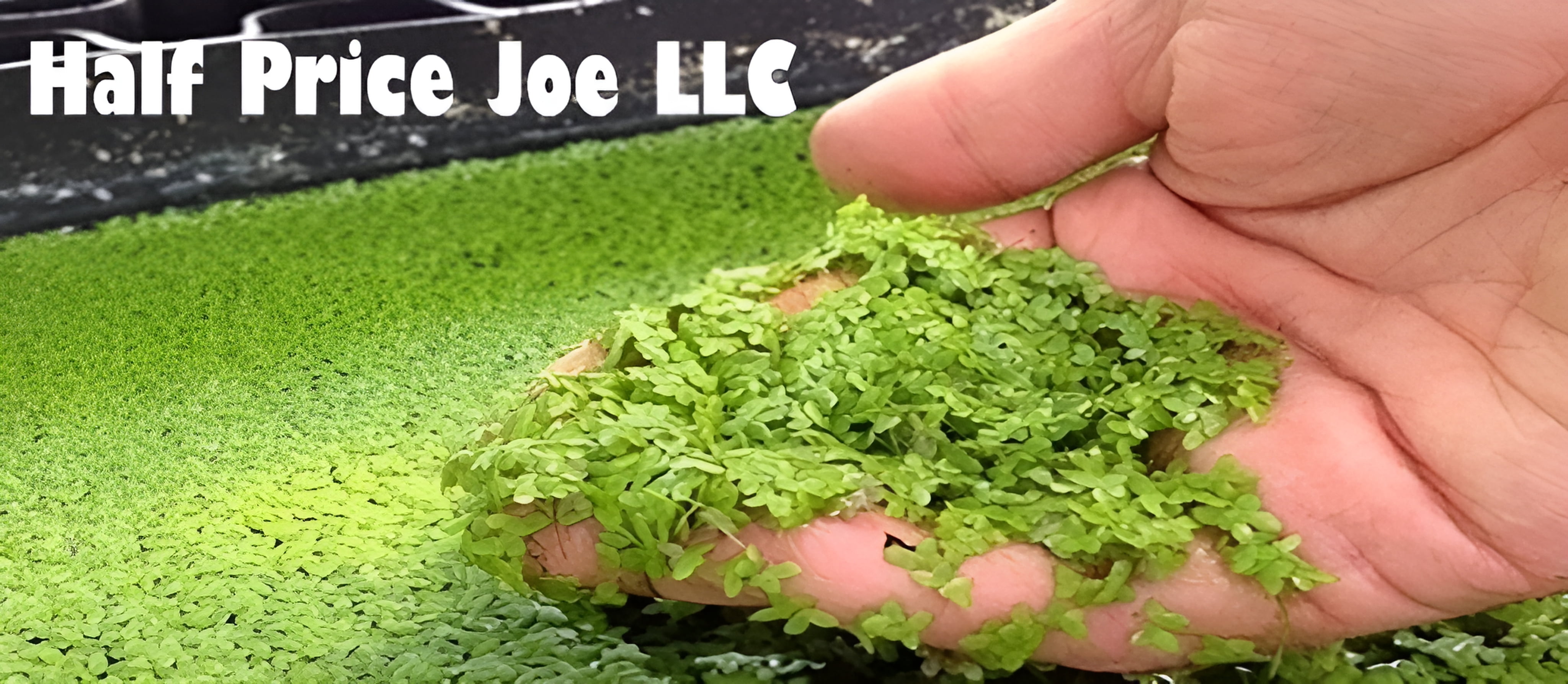Half Price Joe's , 1 Pound (1 Lb), Duckweed Plants, Live, for Turtle ...