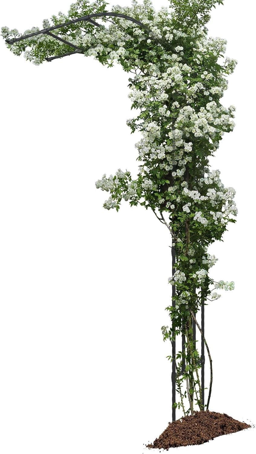 Half Sided Arch Against The Wall Garden Arch Trellis - Garden Arch ...