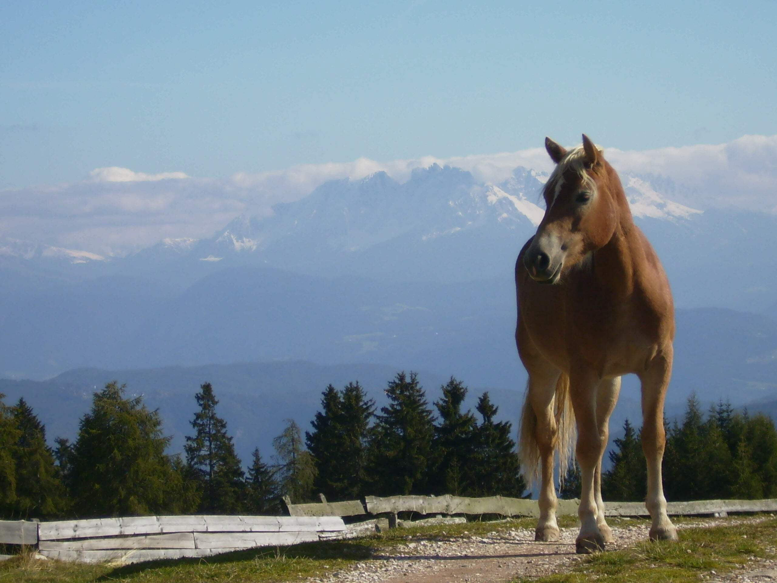 Halfinger Horse Breed GLOSSY POSTER PICTURE PHOTO PRINT BANNER ...
