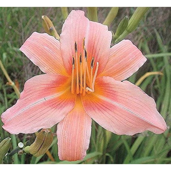 Hall's Pink Daylily, Root, Bulb, Plant. Flowering Rhizome ...