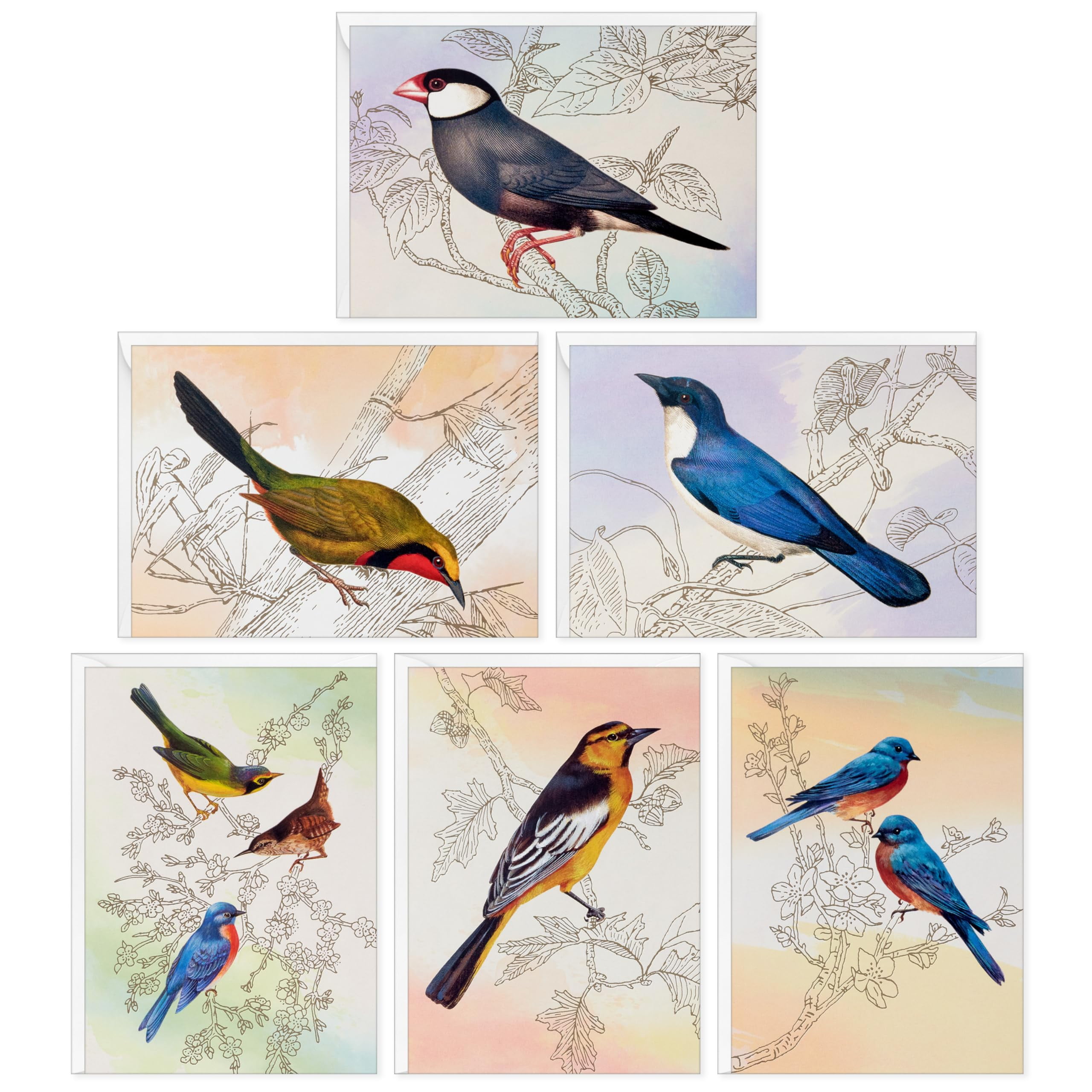 Hallmark Bird Note Card Assortment (24 Blank Cards with Envelopes ...