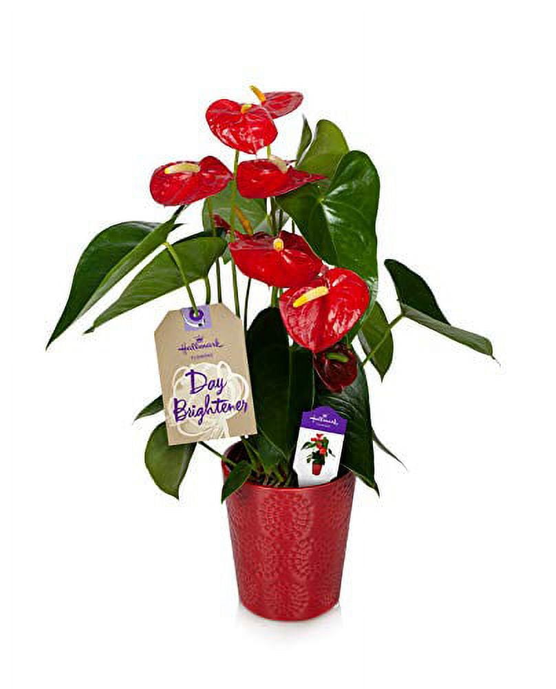 Hallmark Flowers Happy Hearts Anthurium 15-18 Inches Tall House Plant ...