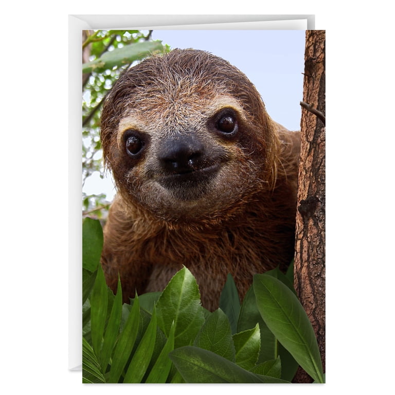 Funny Sloths 100+] Funny Sloth Pictures | Wallpapers.com