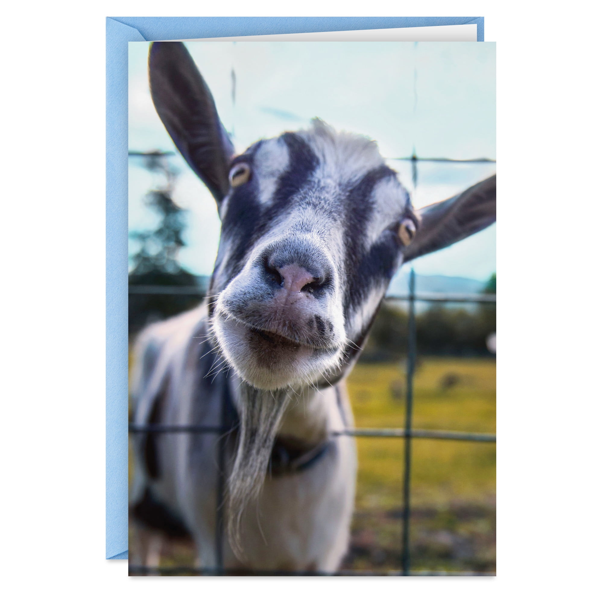 Hallmark Shoebox Funny Birthday Card (Goat You a Card) - Walmart.com