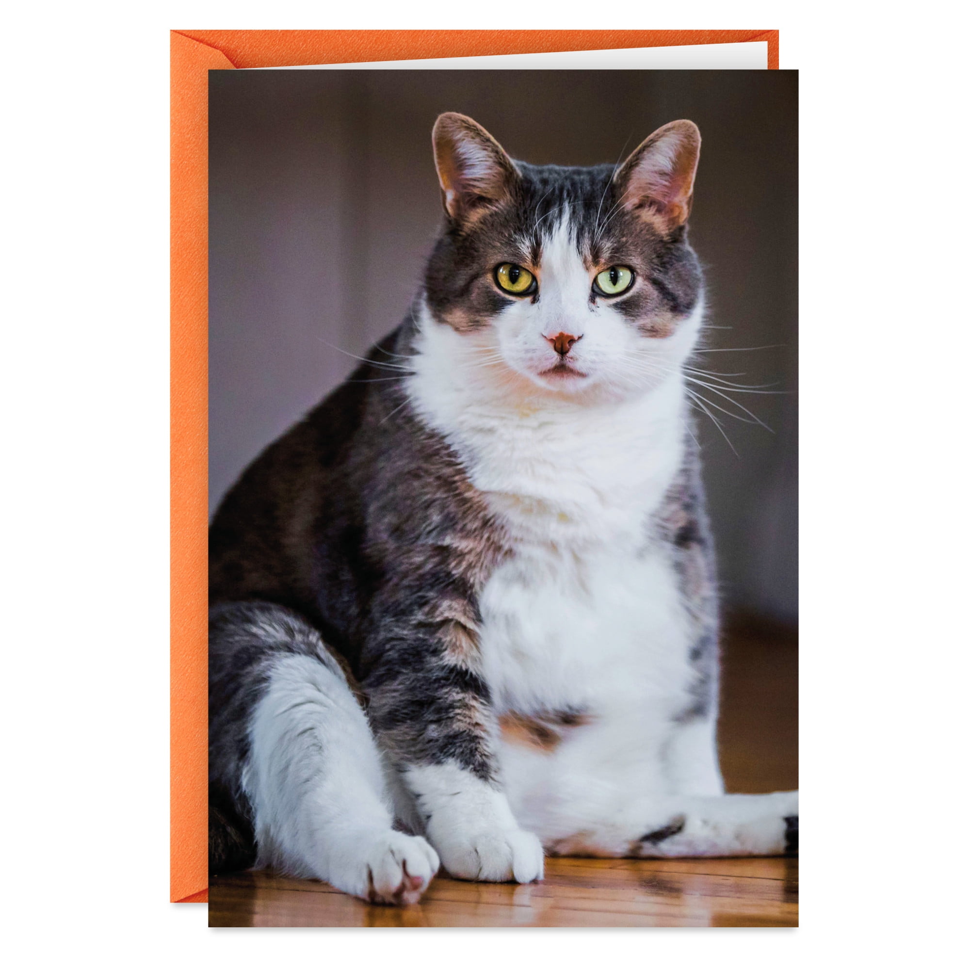 Hallmark Shoebox Funny Birthday Card (Plus-sized Cat) - Walmart.com