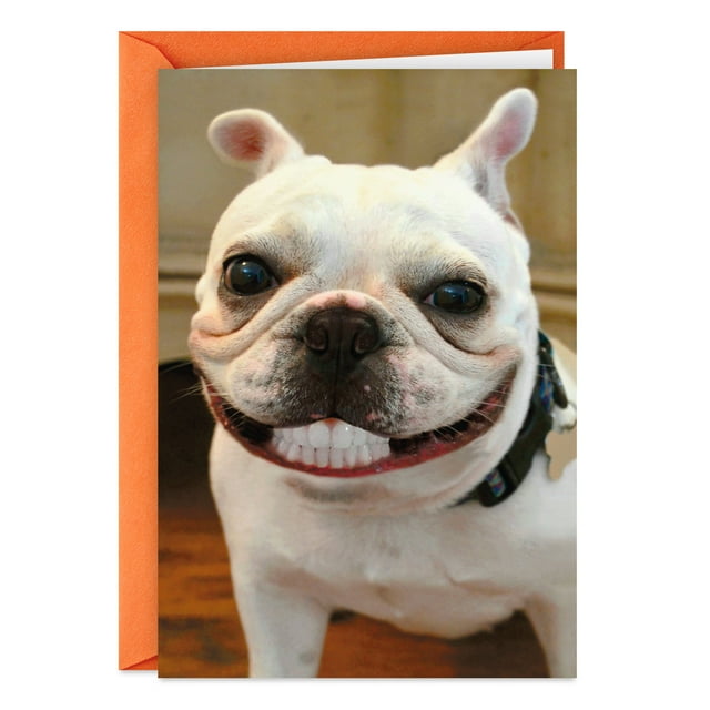 Hallmark Shoebox Funny Birthday Card (Smiling Dog) - Walmart.com