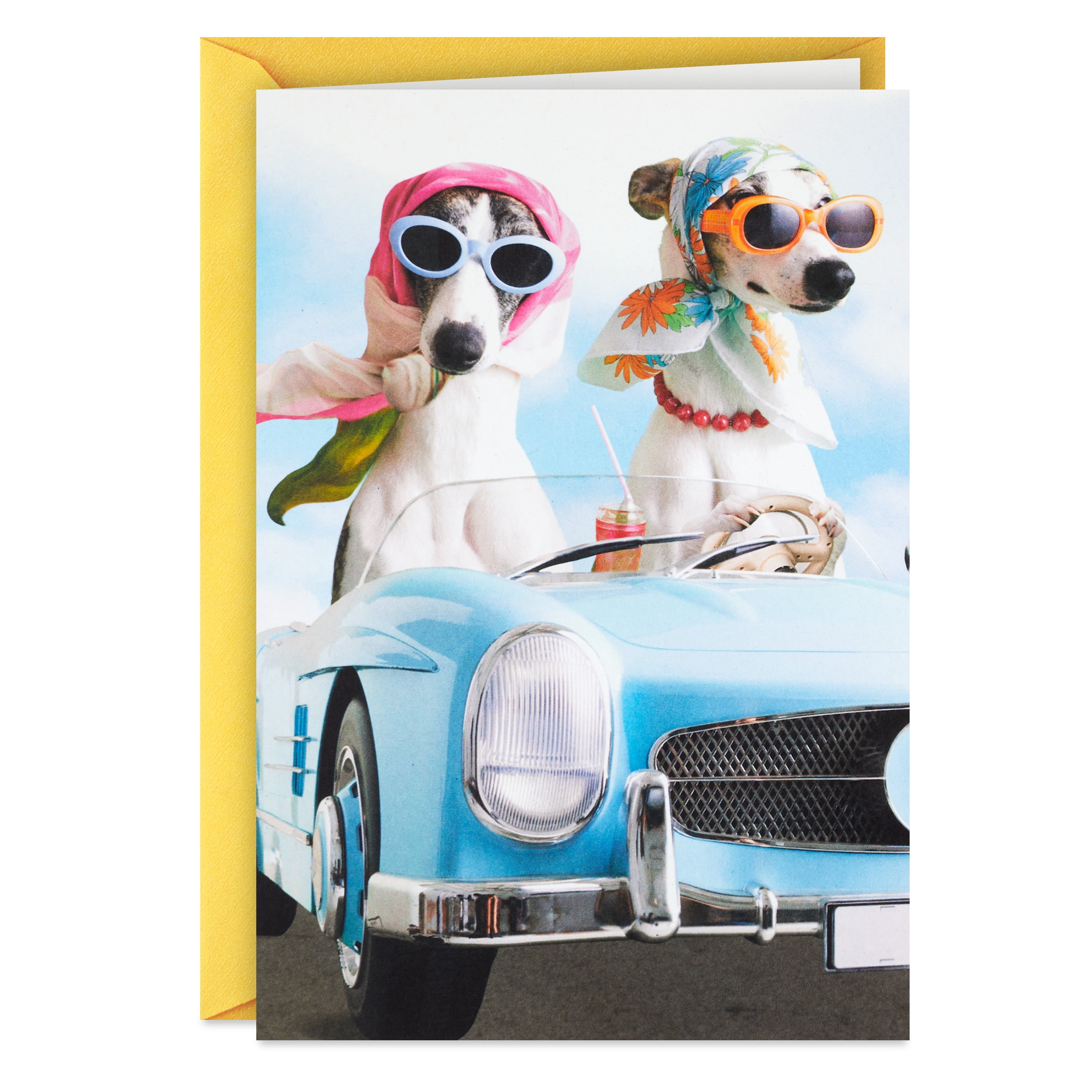 Hallmark Shoebox Funny Birthday Greeting Card for Her (Two Dogs in a ...