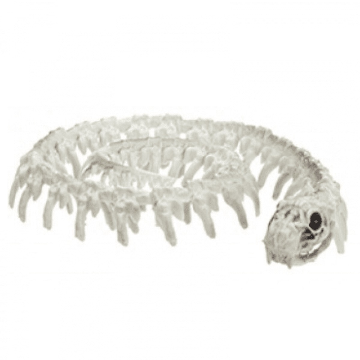 Halloween Decorations Animal Skeleton & Skull Realistic Bones Scary ...