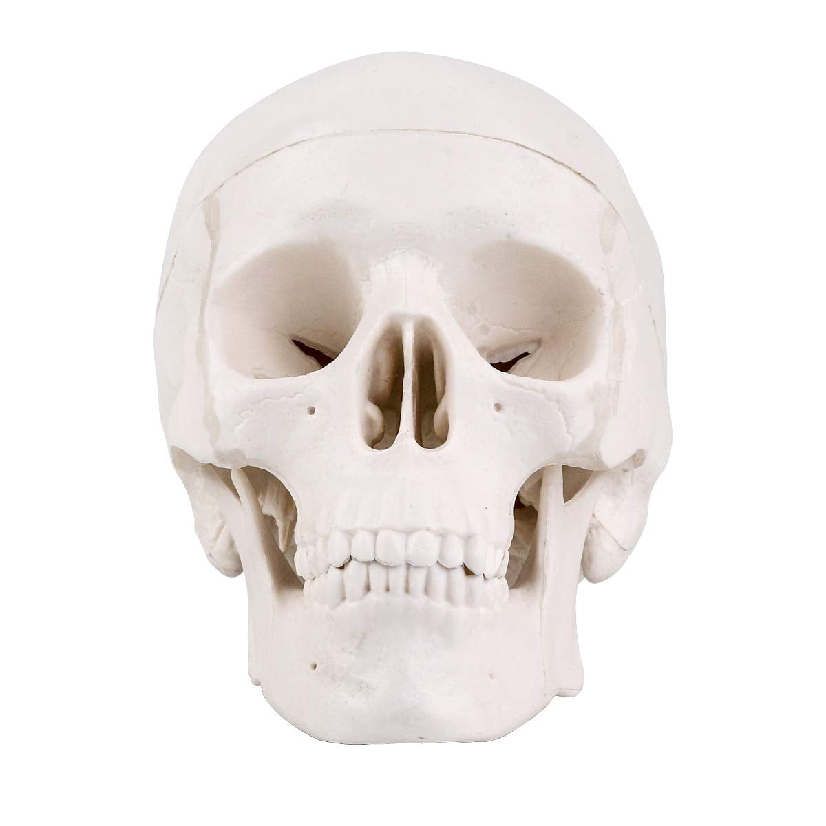 Halloween Mini Human Skull Model -Small Skeleton Head Skull Model ...