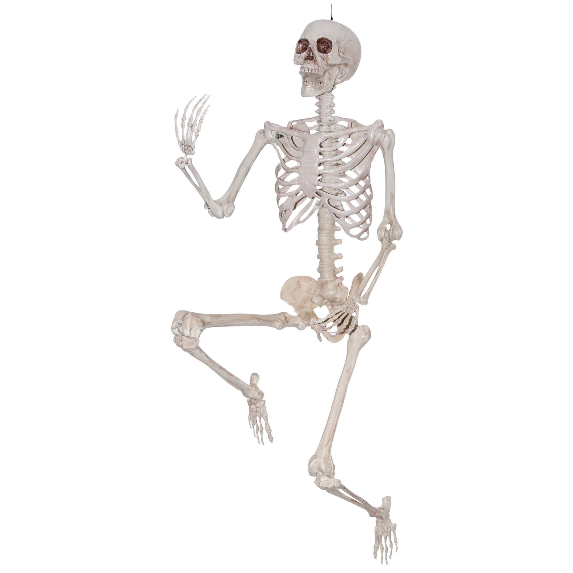 Skeleton