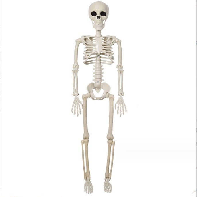 Halloween Plastic Skeleton, 16" Posable Skeleton Decoration, Halloween ...