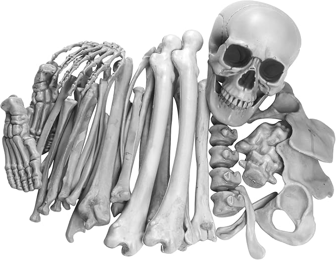 Halloween Skeleton Bones Realistic Looking Skulls Human Skeleton For ...