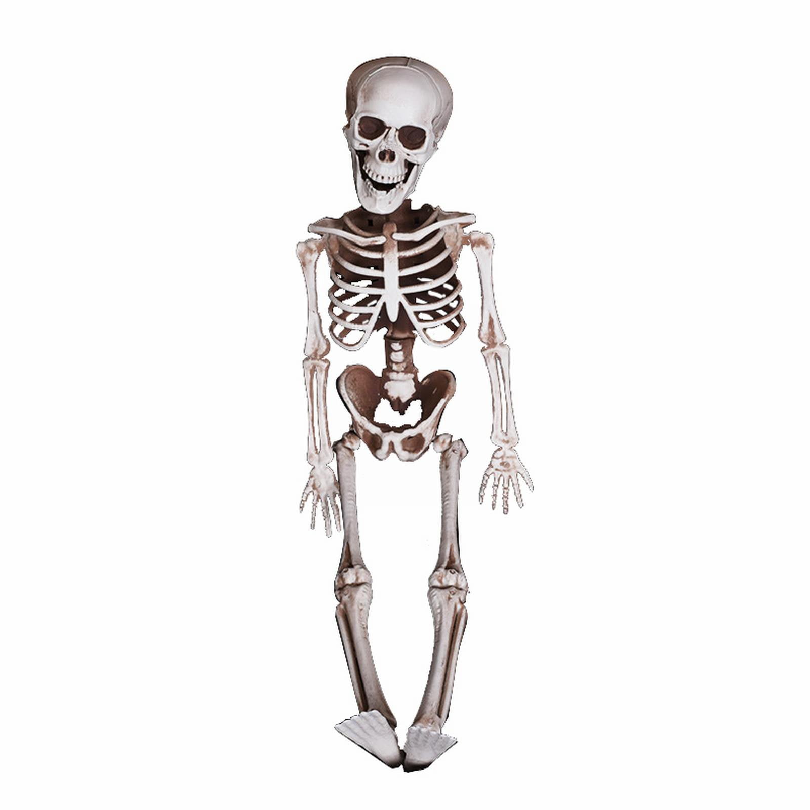 Halloween Skeleton Full Body Life Size Human Bones With Movable Joints ...