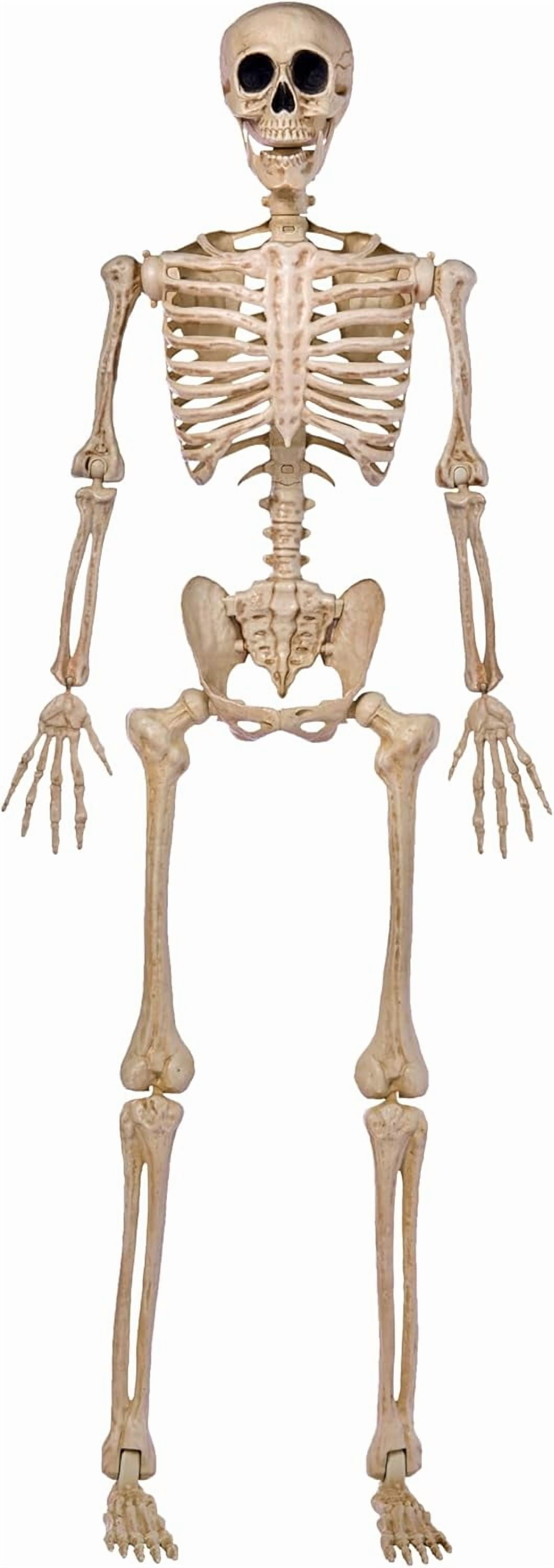 Halloween Skeleton Life Size, Stayable Posable Skeleton Decor, Full ...