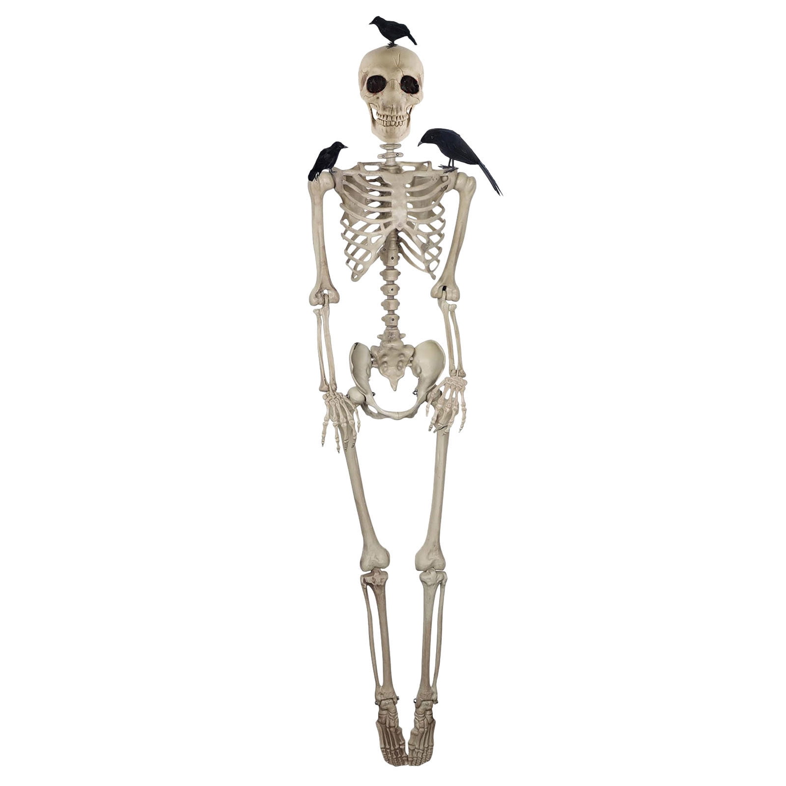 Halloween Skeleton, Realistic Life Size Skeleton Stayable Posable ...