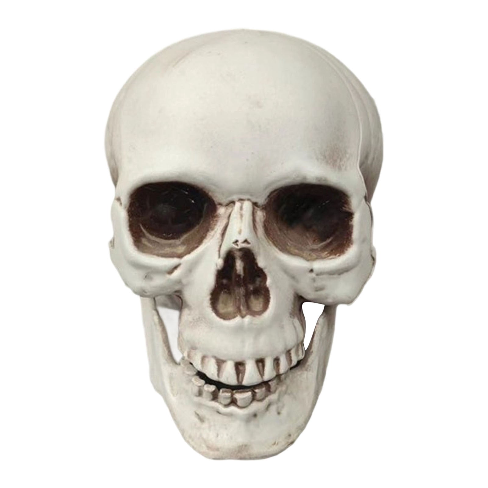 Halloween Skeleton Skull Head Statue - Realistic Human Skull Figurine ...