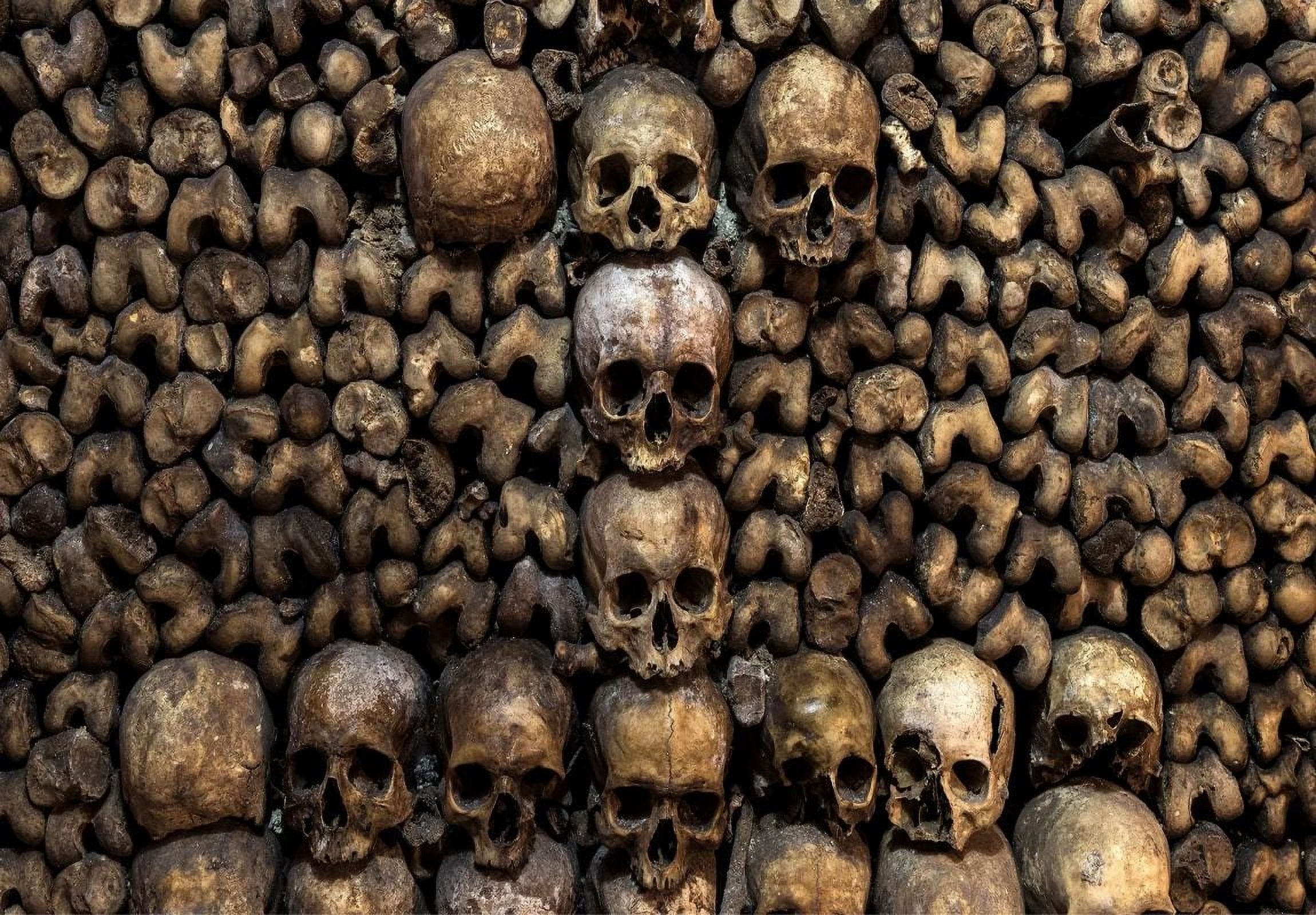 Halloween Skeletons Bleached Party Backdrop Bs Cemetary Graveyard ...