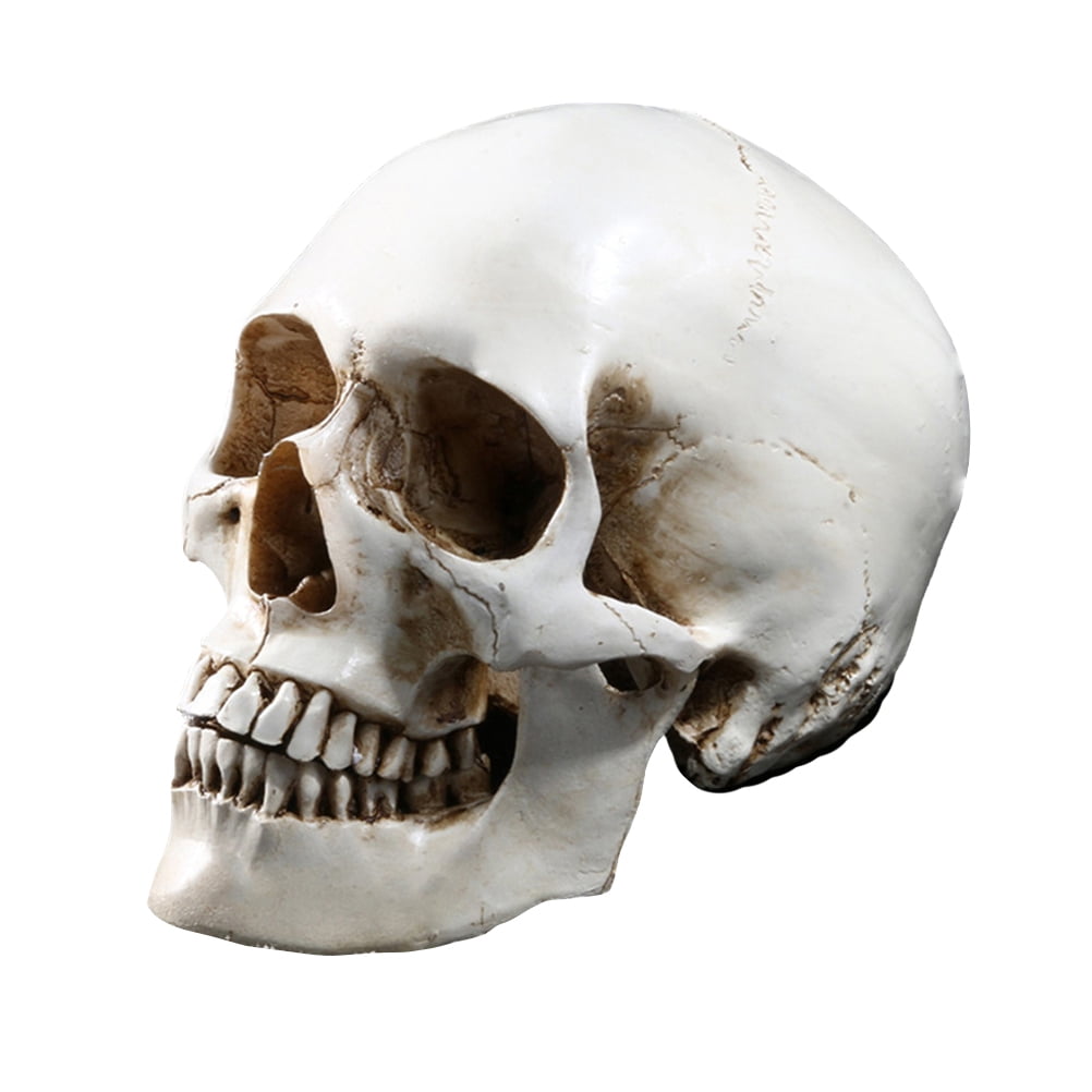 Life Size Human Skull Model, Resin Skeleton Head, Movable, Realistic ...