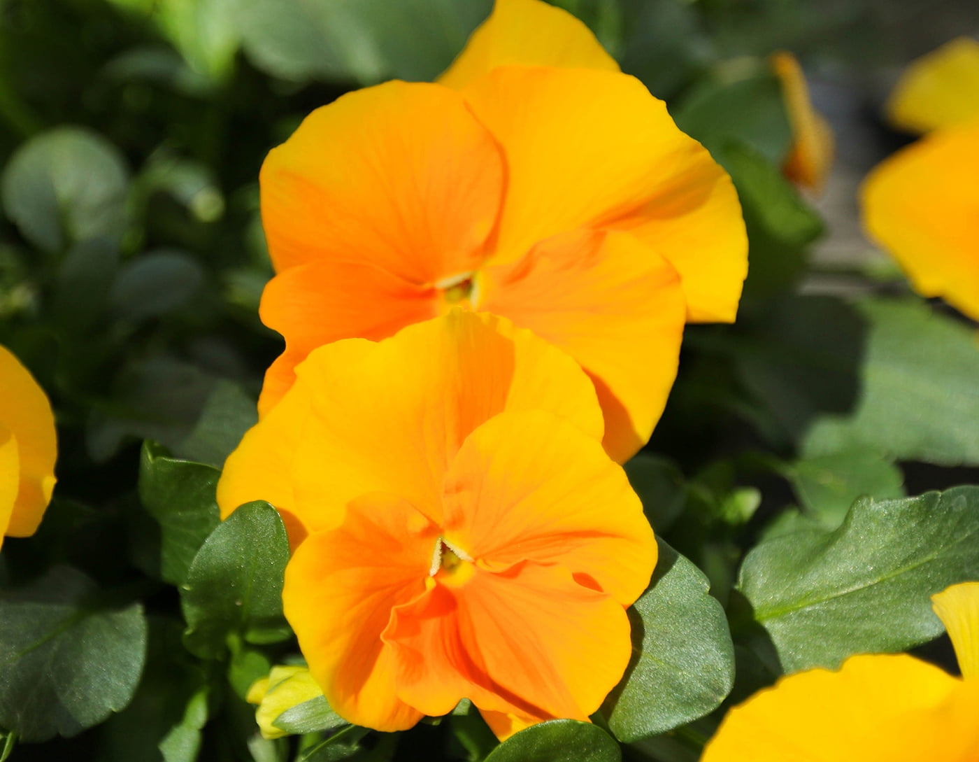 Halo Golden Yellow Hardy Violet Perennial - Viola - Quart Pot - Walmart.com