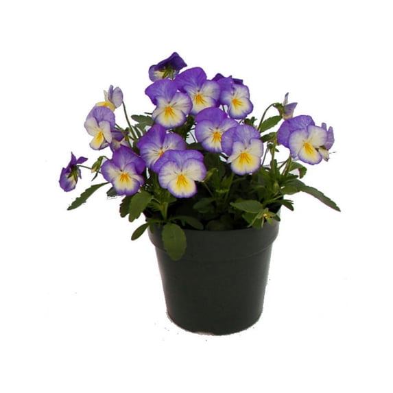 Halo Sky Blue Hardy Violet - Perennial - Viola - Quart Pot - Live Plant ...