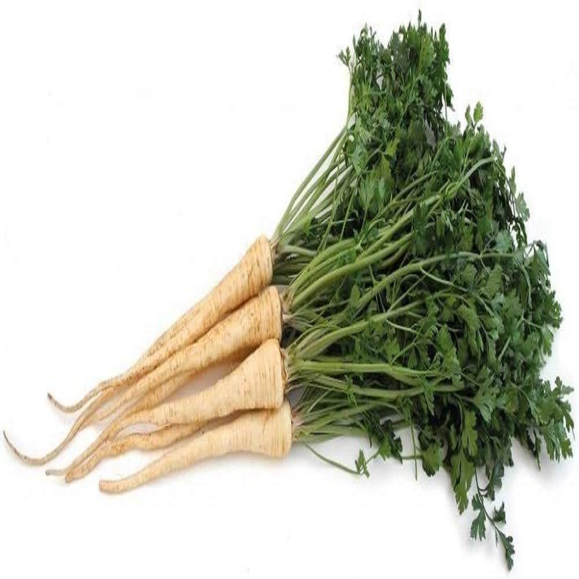 Hamburg Rooted Parsley Seeds - 100 Count Seed Pack - Non GMO - A Tasty ...