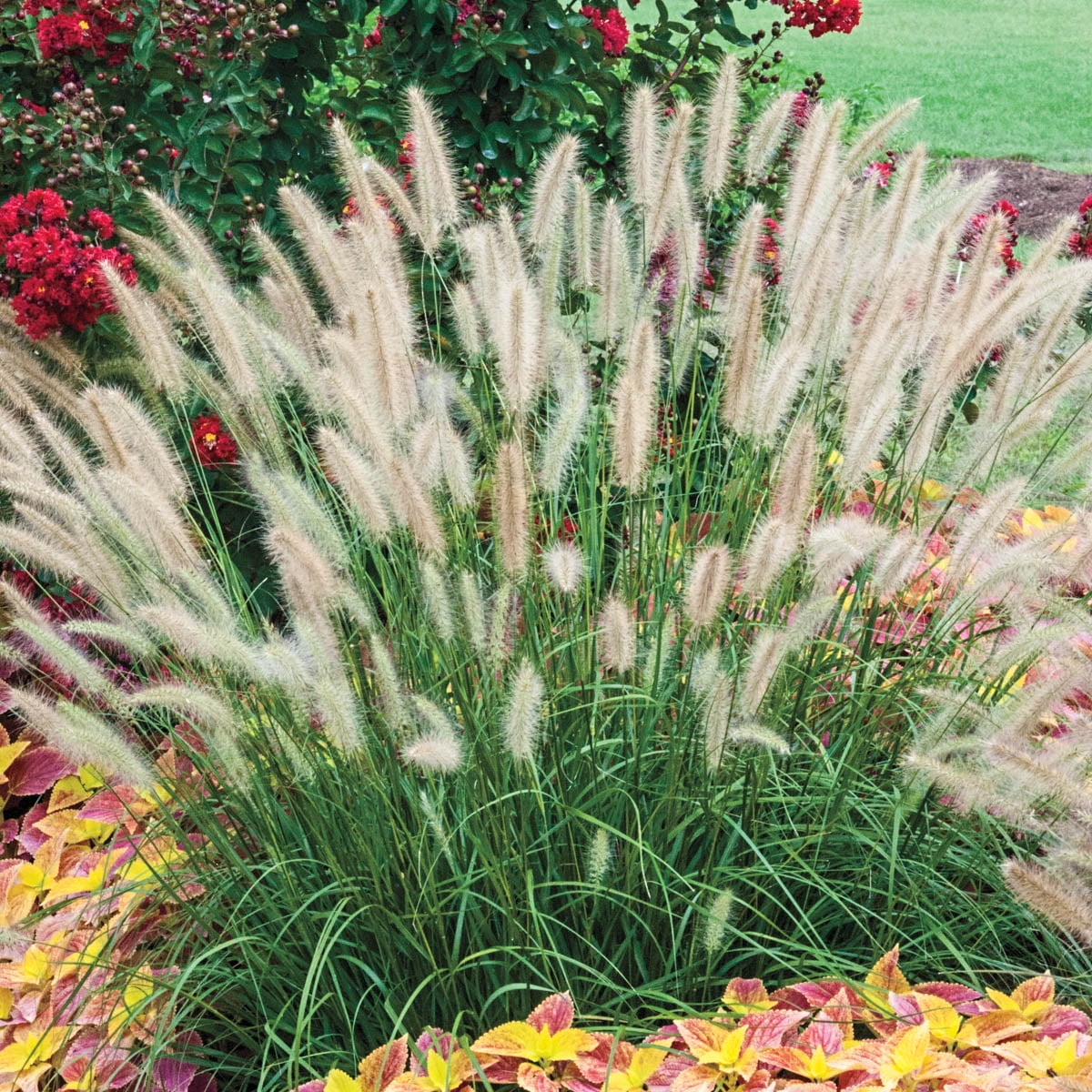 Hameln Fountain Dwarf Pennisetum Ornamental Grass Dormant Bare Root ...