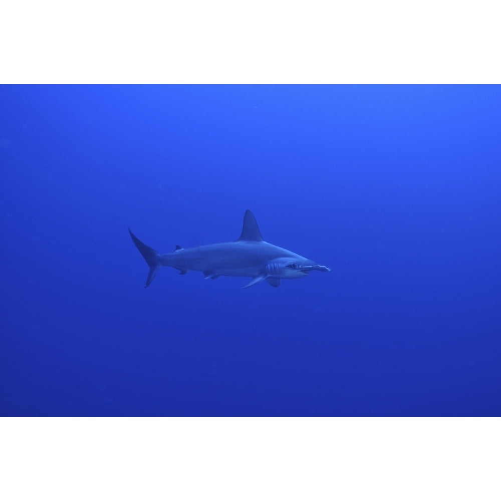 Hammerhead shark Christmas Island Australia Poster Print - Walmart.com
