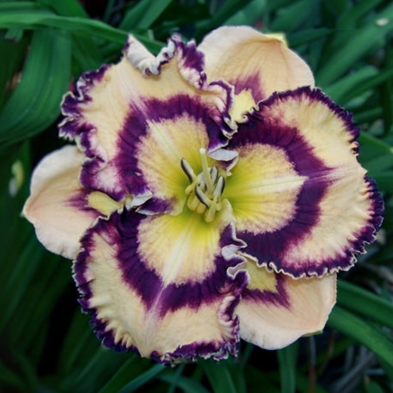 Hanalei Bay Daylily Flower Bulb - HUGE Blooms up to 6" Across ...