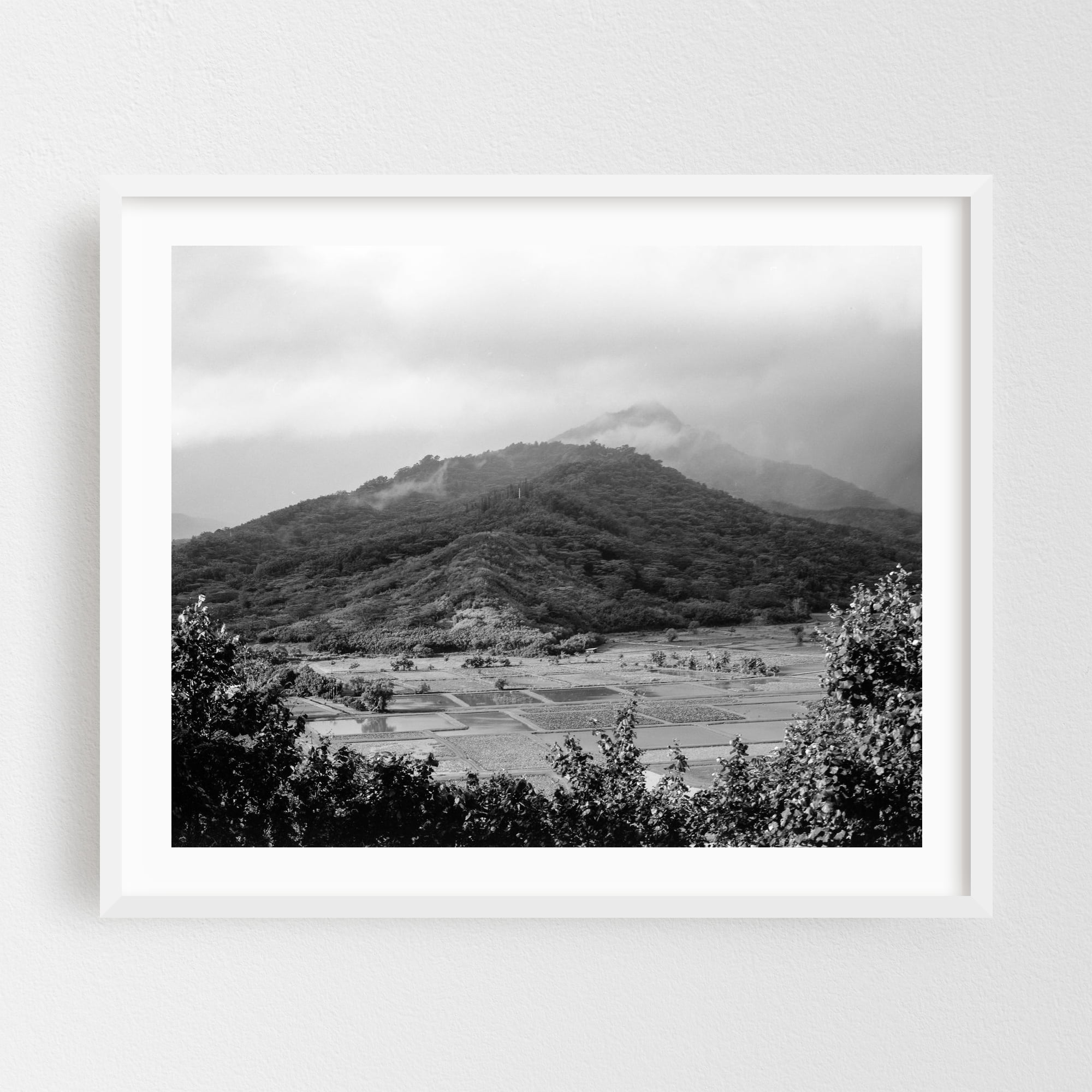 Hanalei Taro Fields - Hanalei Hawaii Photography Black and White ...