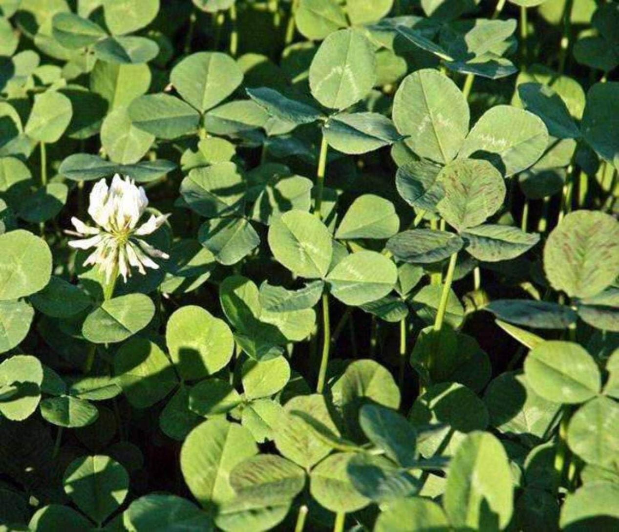 Hancock Seed Co. Ladino Clover Seeds, 5 lbs. - Walmart.com