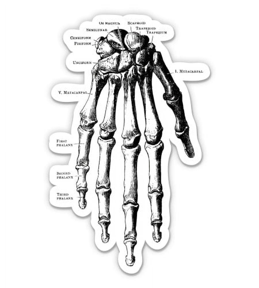Hand Bones Anatomy - 5" Vinyl Sticker - For Car Laptop I-Pad ...