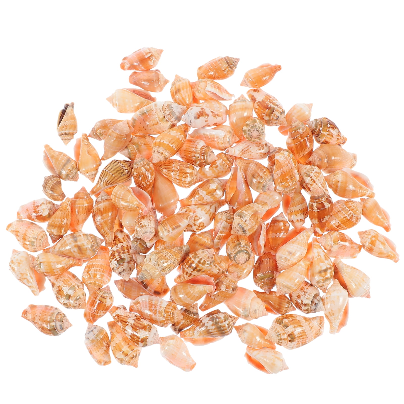 Hand Jewelry Aquarium Décor Natural Conch Shell DIY Adorn Seashells for ...