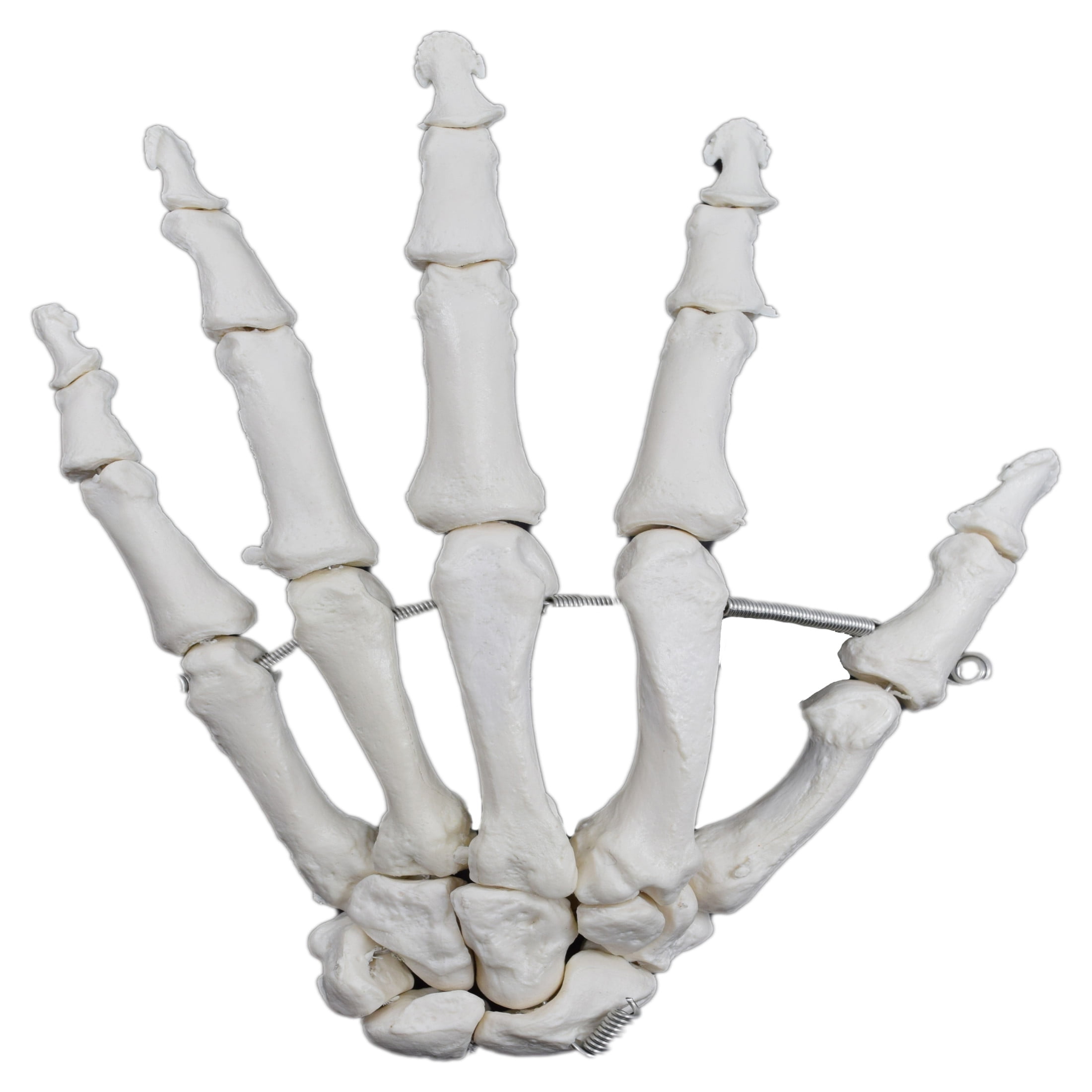 Hand Model, Left - Articulated - Anatomically Accurate Human Hand Bone ...