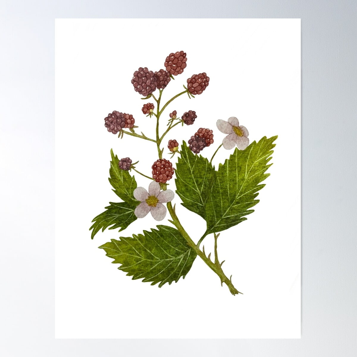 Hand Painted Vintage Style Botanical Watercolor Raspberries Poster Wall ...