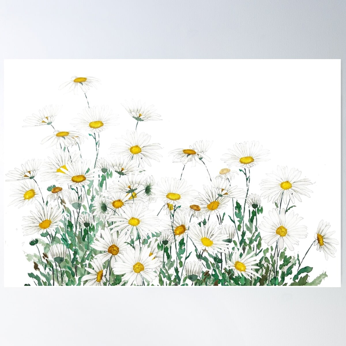 Hand Painted White Margaret Daisy Horizontal Watercolor Painting Poster ...