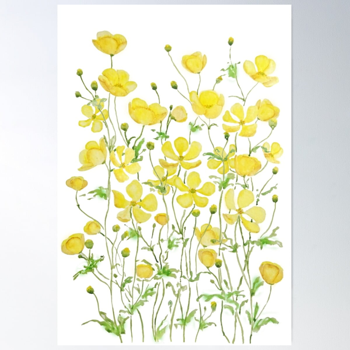 Hand Painted Yellow Buttercup Flowers Field Watercolor Poster Wall Art ...
