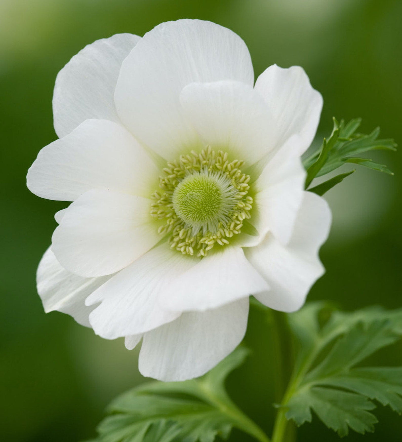 Hand Picked Nursery 20 Anemone 'Bride' Bulbs - Walmart.com