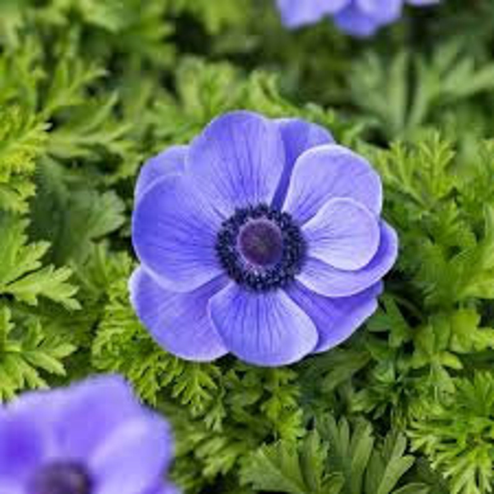 Hand Picked Nursery 20 Anemone 'Mr. Fokker' Bulbs - Walmart.com