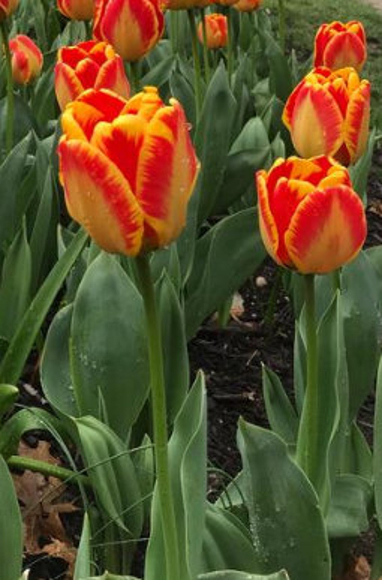 Hand Picked Nursery 5 Tulip Darwin Hybrid 'Banja Luka' - Walmart.com