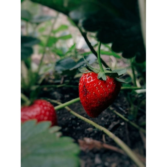 Strawberry plants in Fruit Plants - Walmart.com