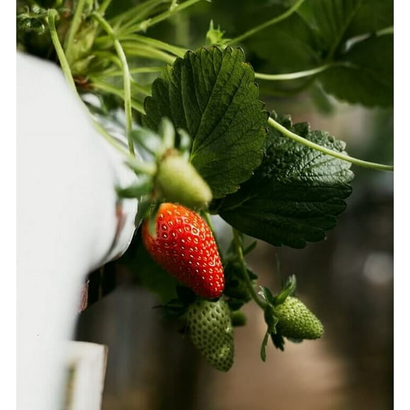 Strawberry plants in Fruit Plants - Walmart.com