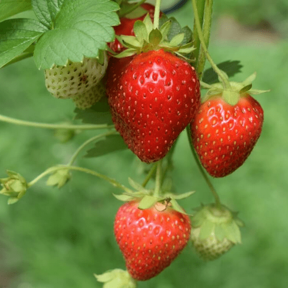 Strawberry plants in Fruit Plants - Walmart.com