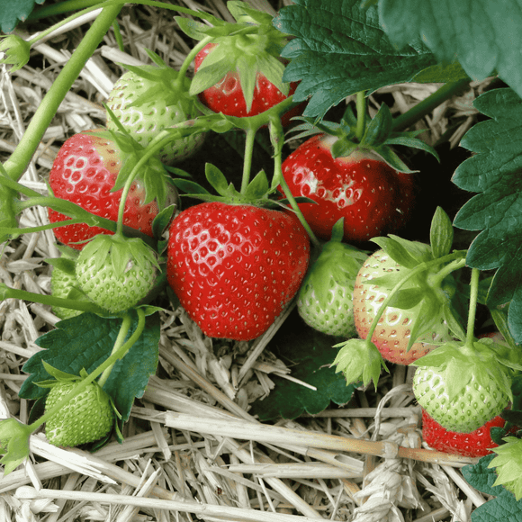 Strawberry plants in Fruit Plants - Walmart.com