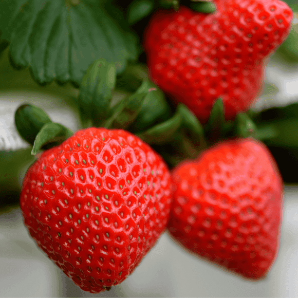 Strawberry plants in Fruit Plants - Walmart.com