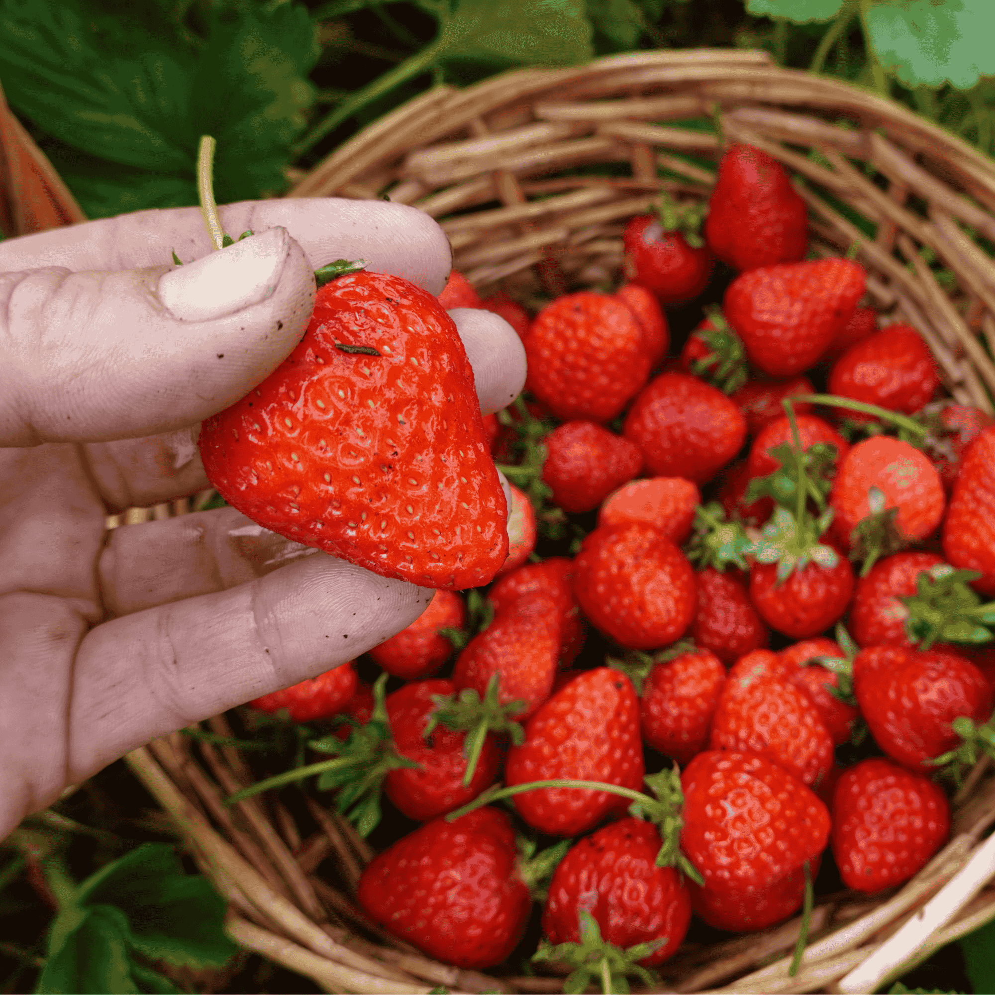 Hand Picked Nursery Mara Des Bois EverBearing Strawberry Plants Live ...