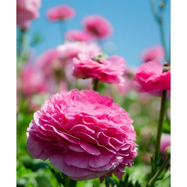 10 Mixed Flower Ranunculus Pink Shades Bulbs - Walmart.com
