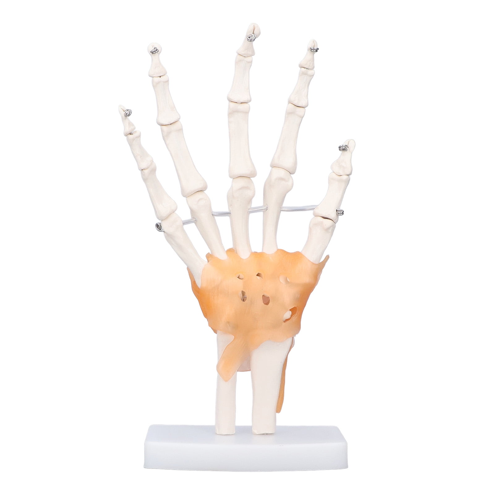 Hand Skeleton Model Life Size PVC On Base with Joints Tool for Learning ...